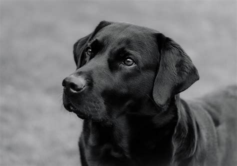 100000 Free Cute Labrador Photos And Labrador Images Pixabay