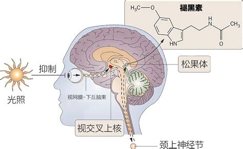 幸福的北欧为什么有那么多人自杀｜大象公会