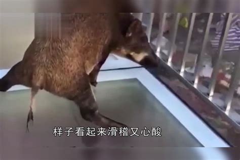 男子雪天偶遇野猪看着野猪在雪地里逃窜真是太好笑了 野猪 雪地 雪天