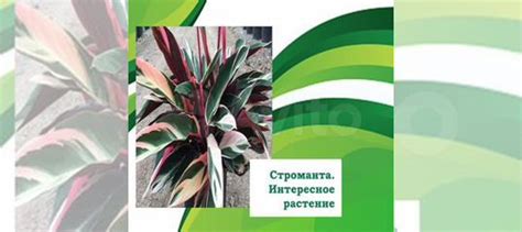 Комнатные растения купить в Красноярске | Товары для дома и дачи | Авито