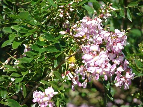 Gliricidia Sepium Alchetron The Free Social Encyclopedia