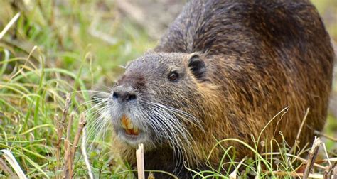 Nutria Swamp Rats Need Control California Agriculture News Today