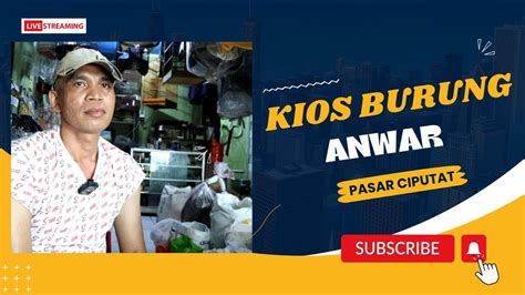 KIOS BURUNG ANWAR PASAR CIPUTAT STOK MURAI BATU SIAPAN MELIMPAH