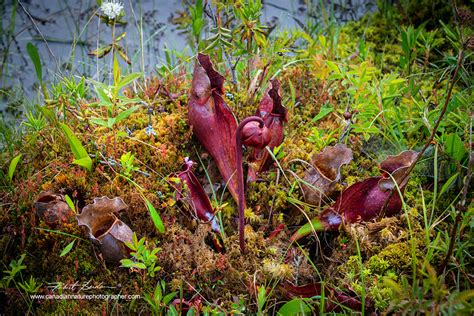 Ponds, Marshes and Wetlands offer a Variety of Photographic ...