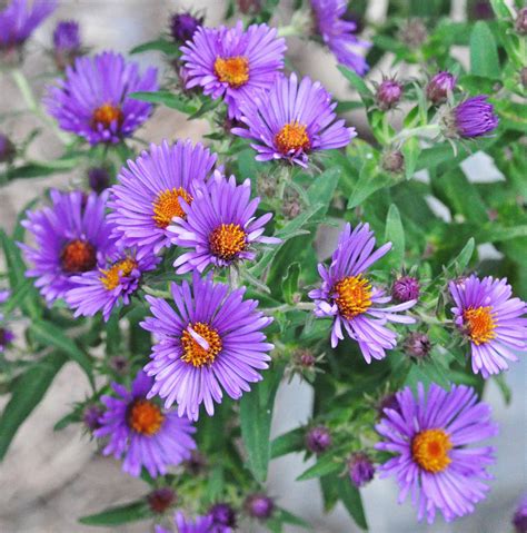 Aster Seeds New England Aster Novae Angliae Perennial Etsy