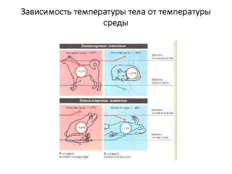 Терморегуляция- поддержание оптимального уровня температуры тела