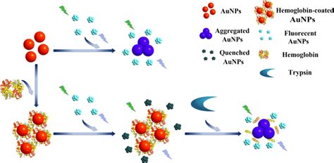 Schematic Diagram Of The Auncaunps Based Fluorometric And Colorimetric Download Scientific