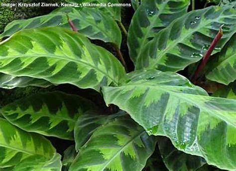Tropical Leaf Names