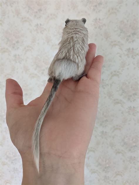 Wonder Clan Gerbils Added A New Photo Wonder Clan Gerbils