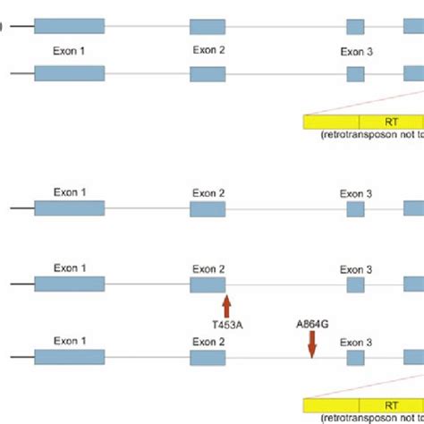 Coding Sequence Cds Of Determinate And Indeterminate Pvtfl1y