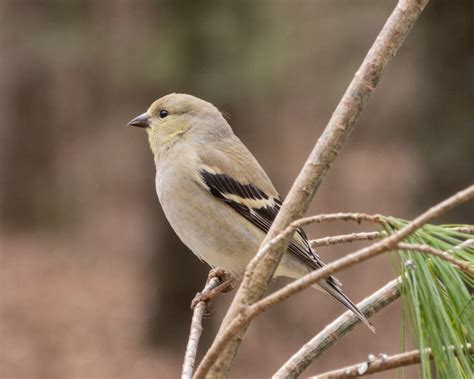 American Goldfinch Feederwatch