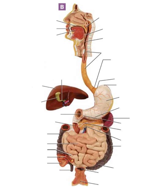 Digestive System Anatomical Model Photo Diagram Quizlet