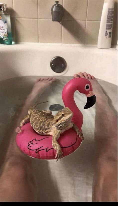 Lumion 12 Please Help Will Pay With Kindness R Lumion