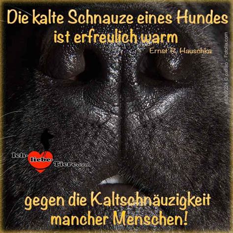 Sprüche Hund Mensch Beziehung De Sprueche