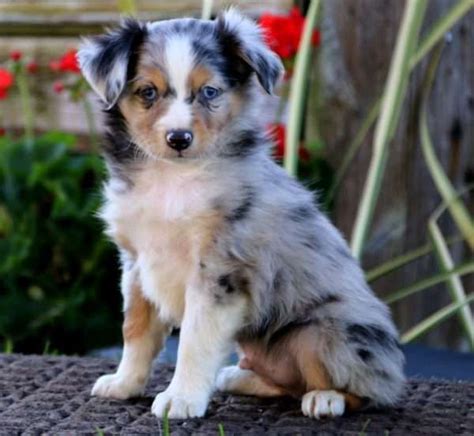 Australian Shepherd Puppies For Sale California City Ca 327856