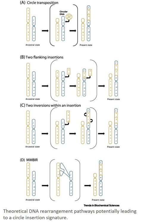 Did Circular Dna Shape The Evolution Of Mammalian Genomes Although It Is Known That Genomes Of