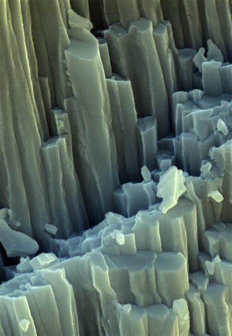 Mollusc Shell Photograph By Stefan Diller Science Photo Library Pixels