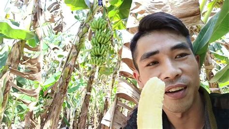 Tâm Volg Review Phimmoi Phimhay Vườn Chuối Sơ Xác Của Nhà Nông Sâu ăn
