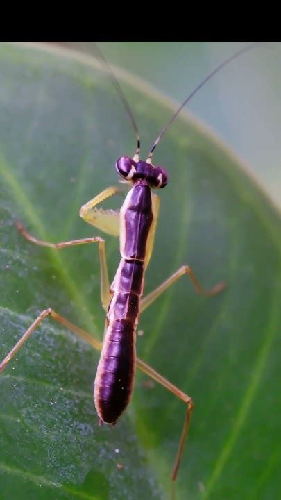 Asian Ant Mantis Odontomantis Planiceps Macrophotography Nature
