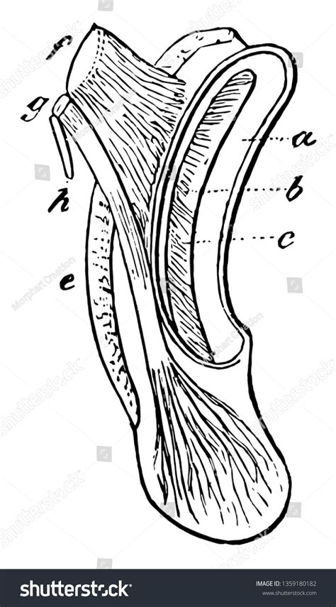 Eagle Cochlea Which Saccular Extremity Cochlea เวกเตอร์สต็อก ปลอดค่า
