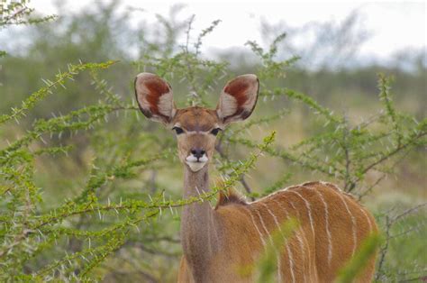 De Grote Koedoe Wildlifereizen