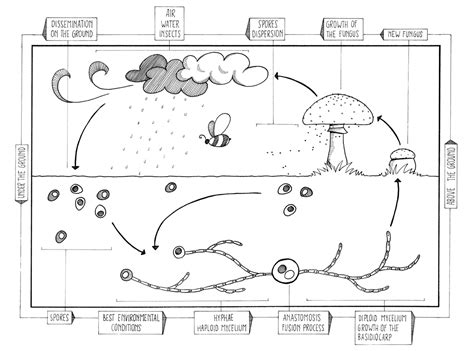 Mushroom Mycelium What Is It And How Can We Use It To Our Advantage