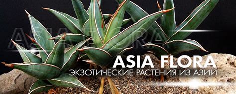 Азия Флора Группа для коллекционеров и любителей экзотических растений из Азии 2025 ВКонтакте