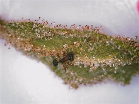 🐜 Stuck In Trichomes Rmicroscopy