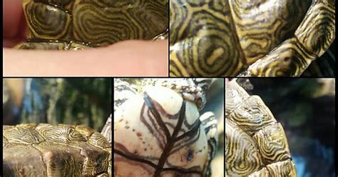 Cagle Map Turtle Album On Imgur