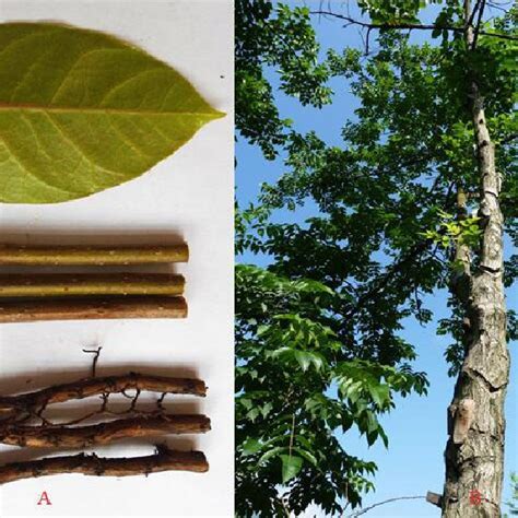 The Tissues In Nursery A And Adult Tree B Of Toxicodendron