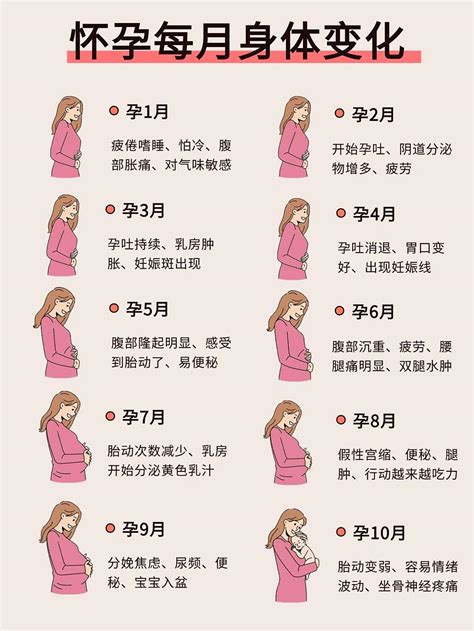 一篇看懂怀孕十月身体变化附每月注意事项