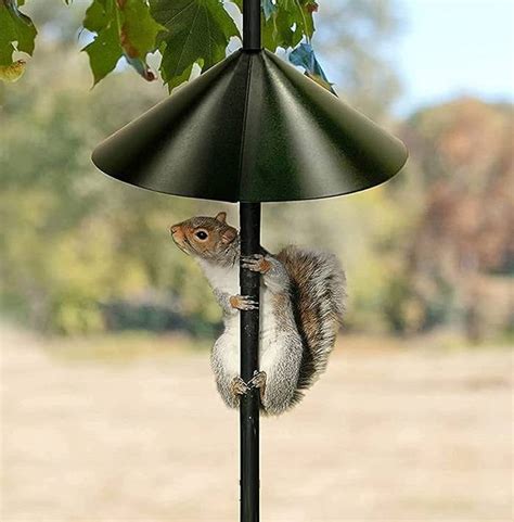 Top 5 Squirrel Proof Bird Feeders For Your Garden