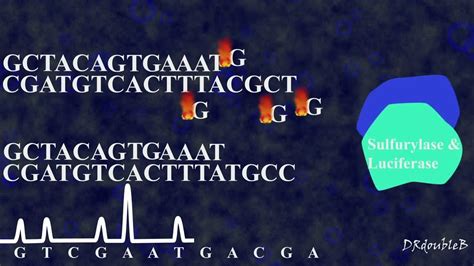 Pyrosequencing Animation Youtube
