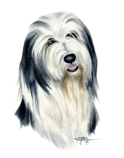 Bearded Collie Art Print By Watercolor Artist Dj Rogers Etsy