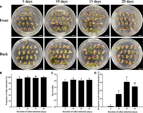 Frontiers Agrobacterium Mediated Genetic Transformation Of The Most Widely Cultivated Superior