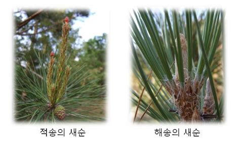 소나무의 종류와 구분 네이버 블로그