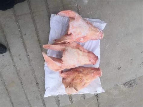 肥猪头批发河南郑州市肥猪头价格肉交所