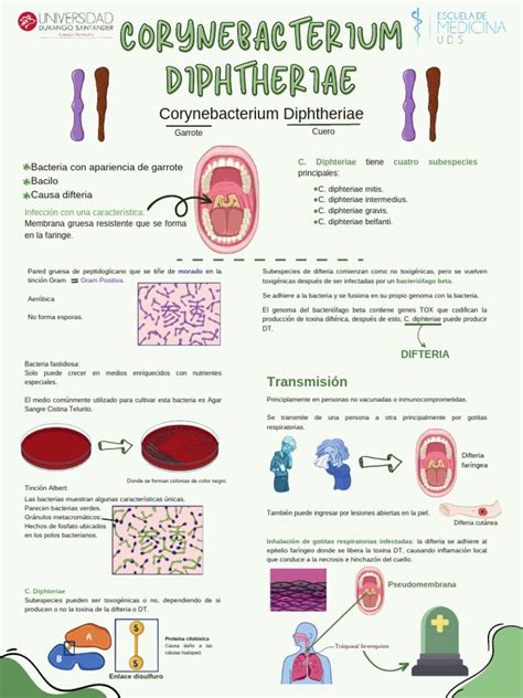 Corynebacterium Diphtheriae Pdf Enfermedades Y Trastornos Inmunología