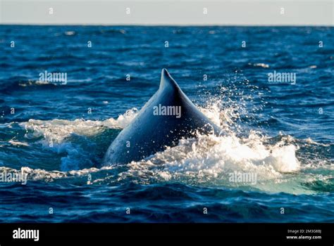 Humpback Whale Megaptera Novaeangliae Ile Sainte Marie Madagascar