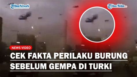 Topik Perilaku Aneh Hewan Sebelum Gempa CEK FAKTA Perilaku Aneh