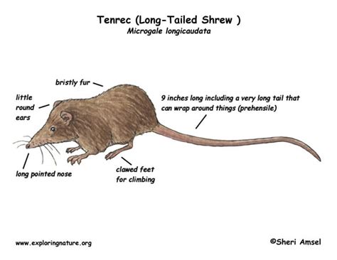 Tenrec Tailess Exploring Nature