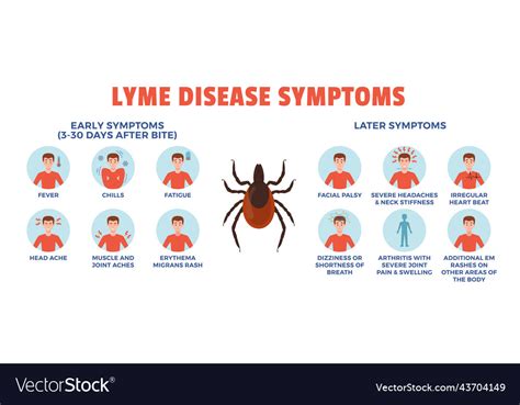 Infographic With Round Icons About Lyme Disease Vector Image