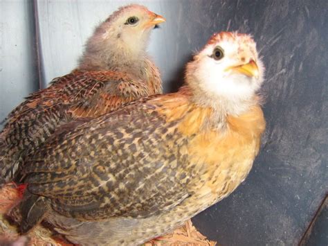 Easter Egger Sexing Tips And Tricks Pictures Included Backyard