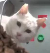 Mr. Cream - StreetCatWiki