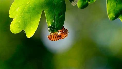 Billioner Af Cikader I Sjælden Hændelse Skaber Kaos I Naturen Bt Udland Btdk