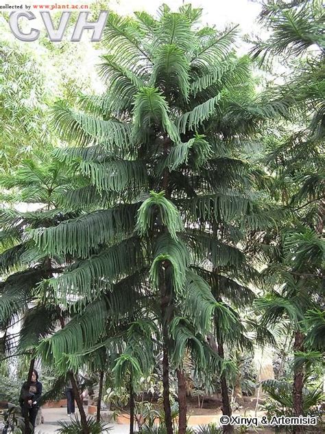 Araucaria Heterophylla Salisb Franco