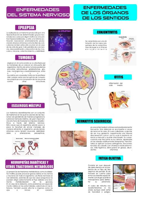 Mapa Conceptual De Los 5 Sentidos Pdf Sentidos Sistema Nervioso Images