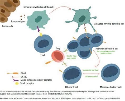 Finding New Immunotherapy Targets Immune System Agonists