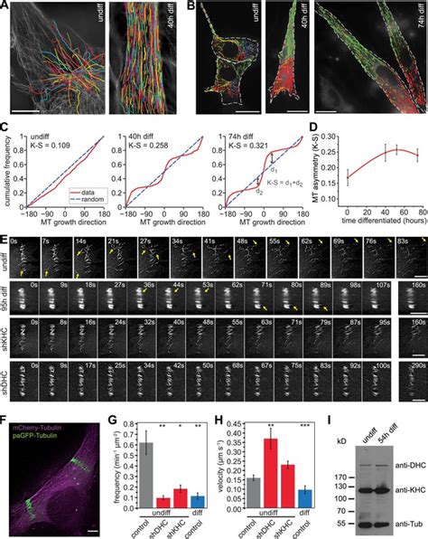 Figures And Data In A Novel Isoform Of Map4 Organises The Paraxial