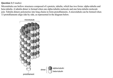 Ssce Vce Biology Cell Structure And Function Microtubules Are Hollow